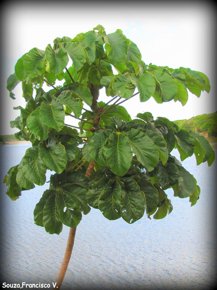 FAUNA E FLORA DO RN: Embaúba Cecropia pachystachya Trécul