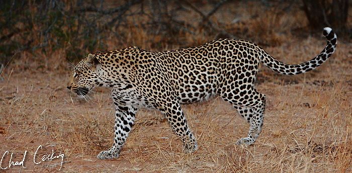 .: 16th August – Leopard Central!