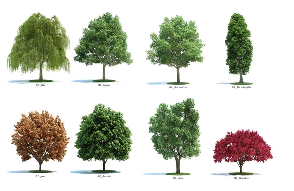 Year 2: Evergreen and Deciduous Trees