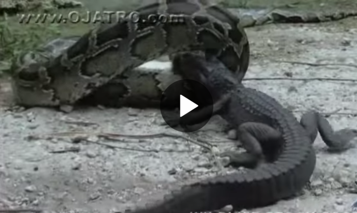 Python eats Alligator 02, Time Lapse Speed x6 | het 13