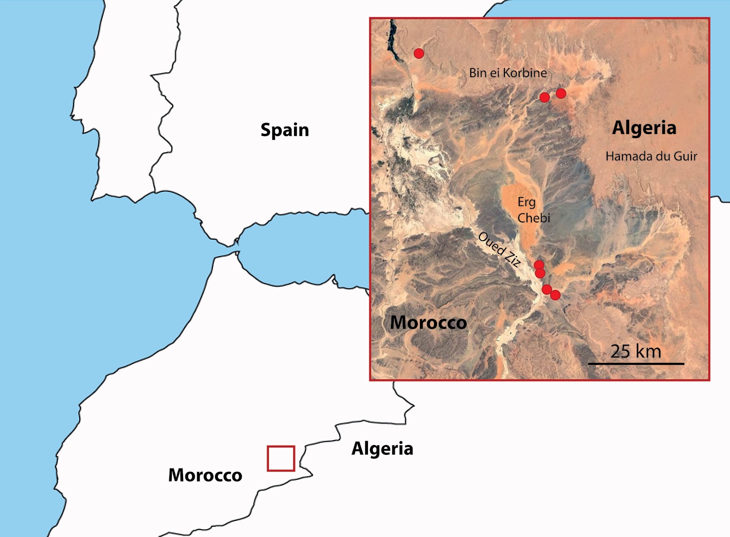 Species New to Science: [Botany • 2019] Zahora ait-atta • A New ...