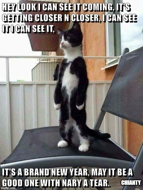 What Year Is It Cat Meme