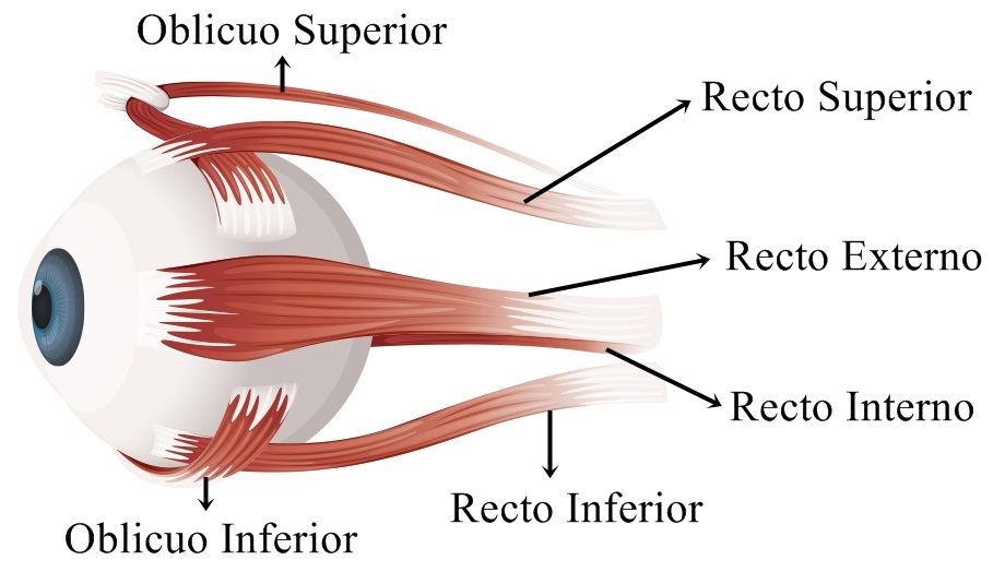 Estructuras Accesorias o de Protección del Ojo ~ Biopsicosalud