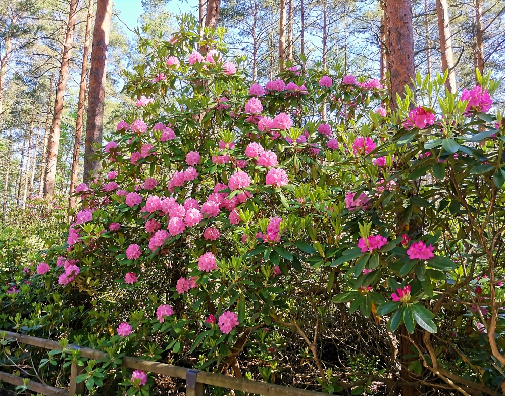 Floral Passions: Haaga Rhododendron Park - Rhodos