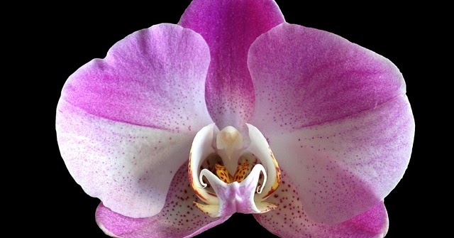 Cara Menanam dan Merawat Bunga Anggrek Agar Rajin Berbunga