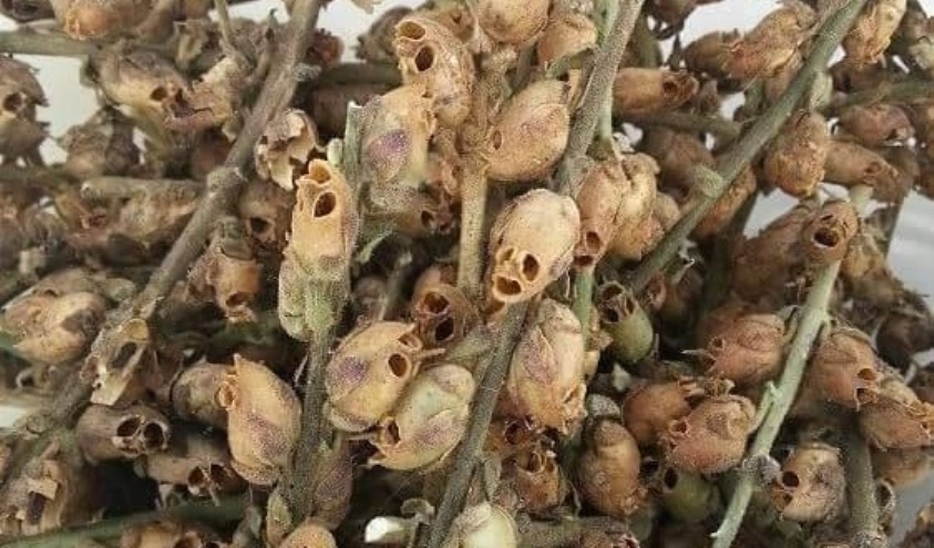 VIRAL !! Buah Pohon Zaqqum Di Temui Di Thoif? - Penjelasan Ustaz Hasnan ...