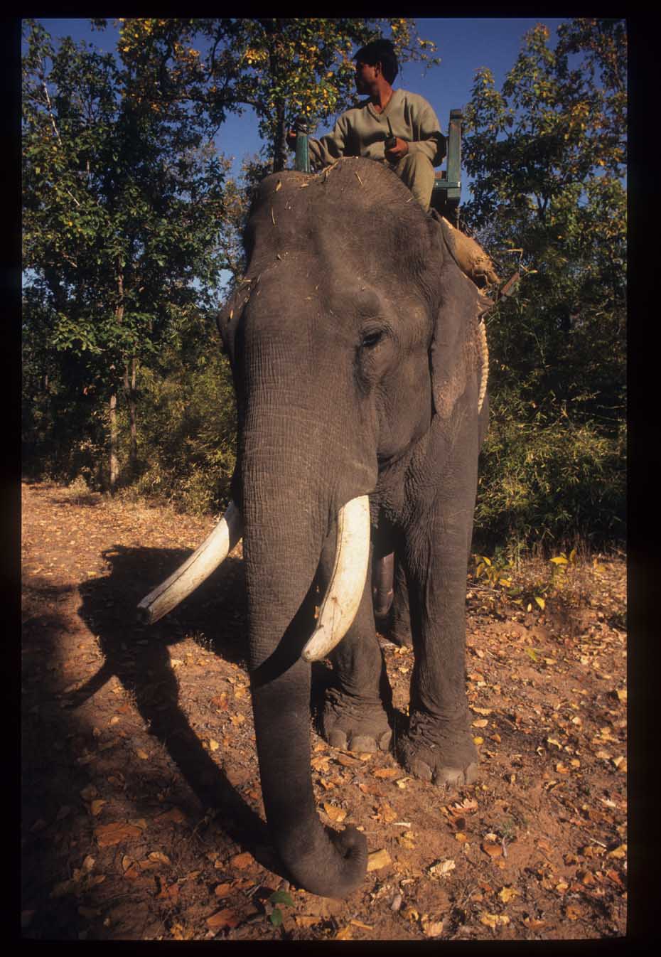 bandhavgarh: Indrajeet elephant and his Master Sabir Mahavat