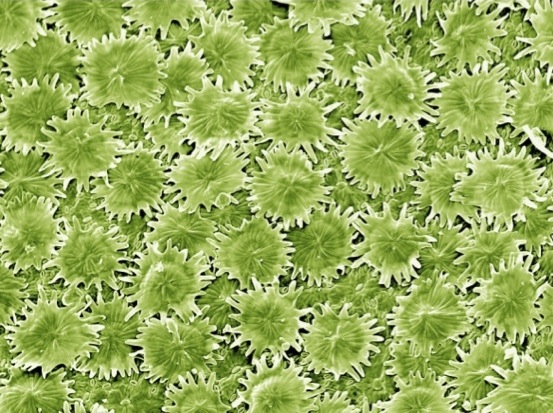 BIOLOGÍA HUMANA IES ALCALANS: ESTUDIO DE TRICOMAS