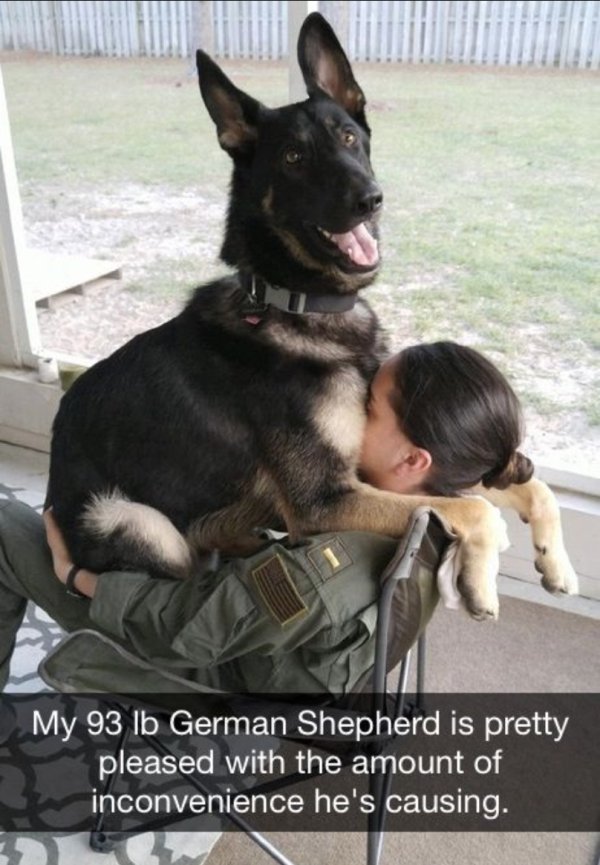 Service dog memes always bring out the smiles (40 Pics ...