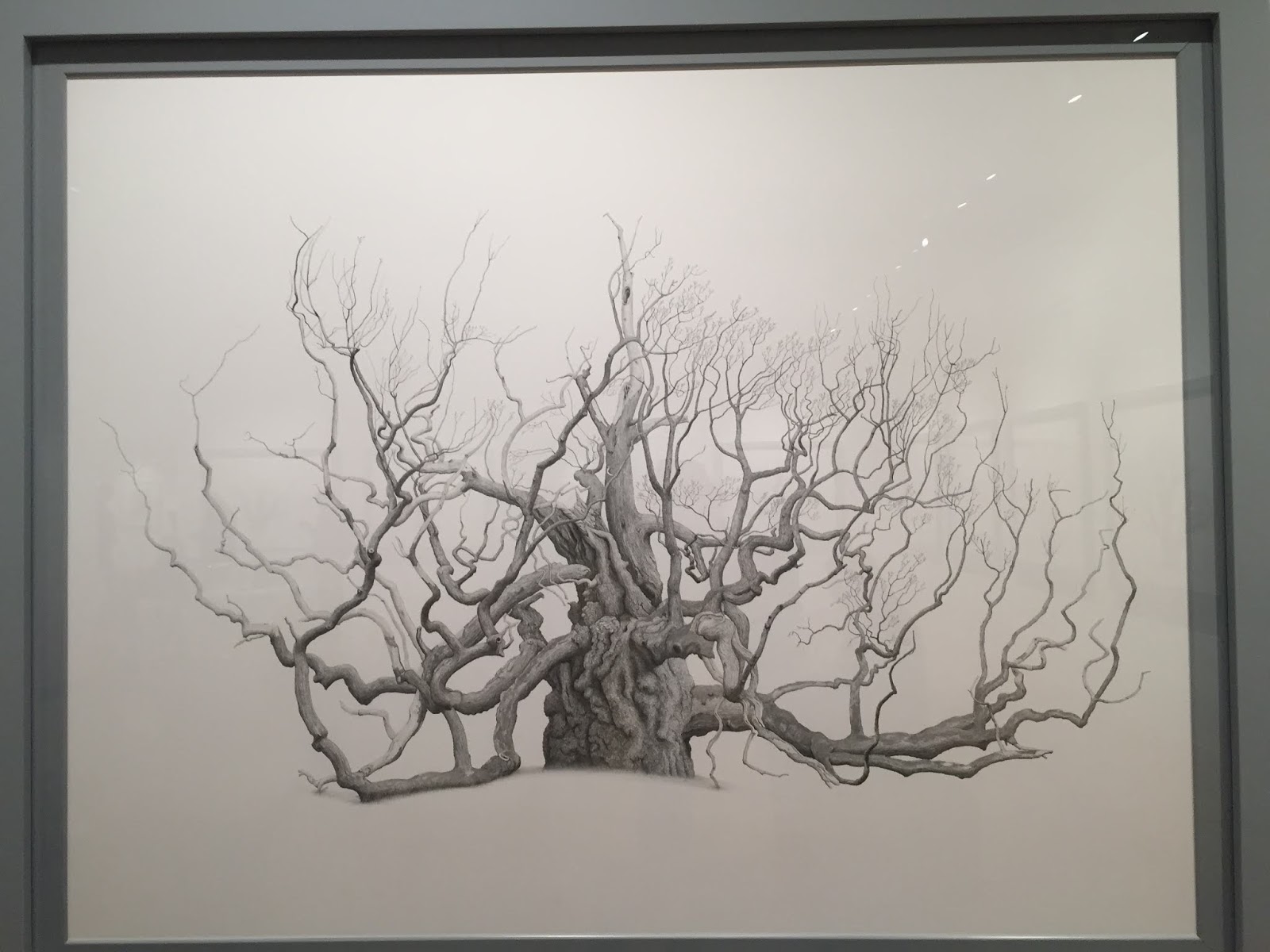 Pippa's Cabinet: A Legacy of Ancient Oaks by Mark Frith