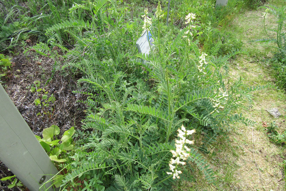 Mother Nature's Backyard - A Water-wise Garden: Current Photos of ...