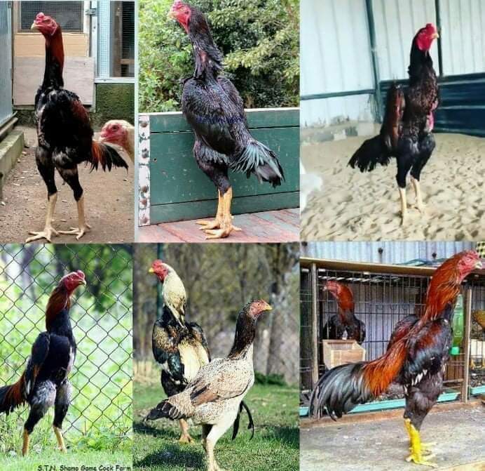 AnD Temanggung LokalyBreed: ASAL USUL DAN SEJARAH AYAM SHAMO