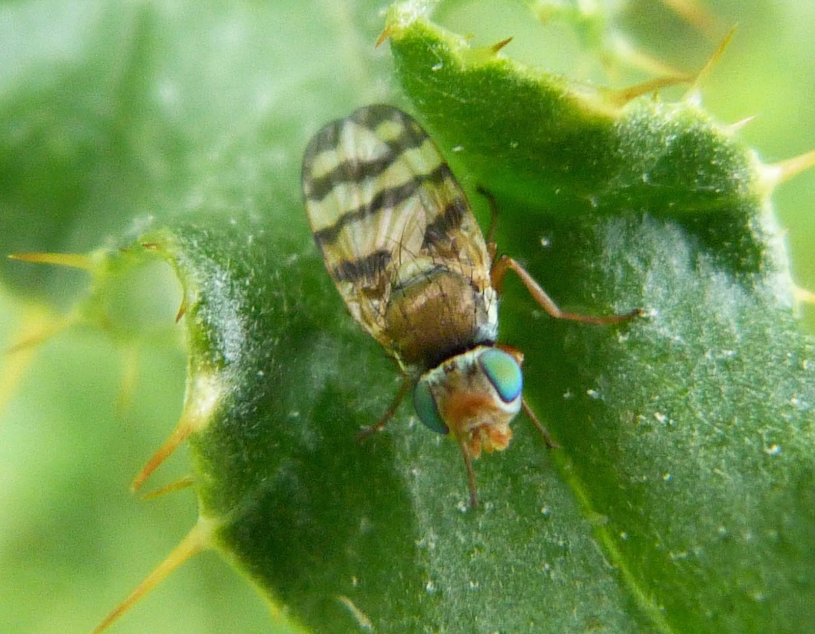 Insects of Scotland: Other Flies/Picture-wing Flies