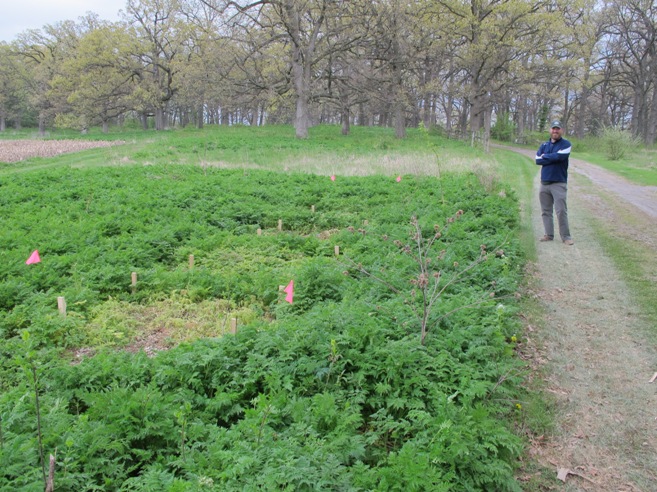 Illinois Invasive Species Awareness Month: Guest Article - Northeast ...