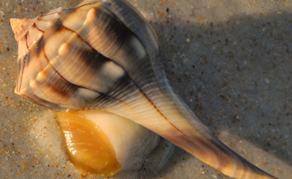 Catalogue of Organisms: Crossing the Busycon