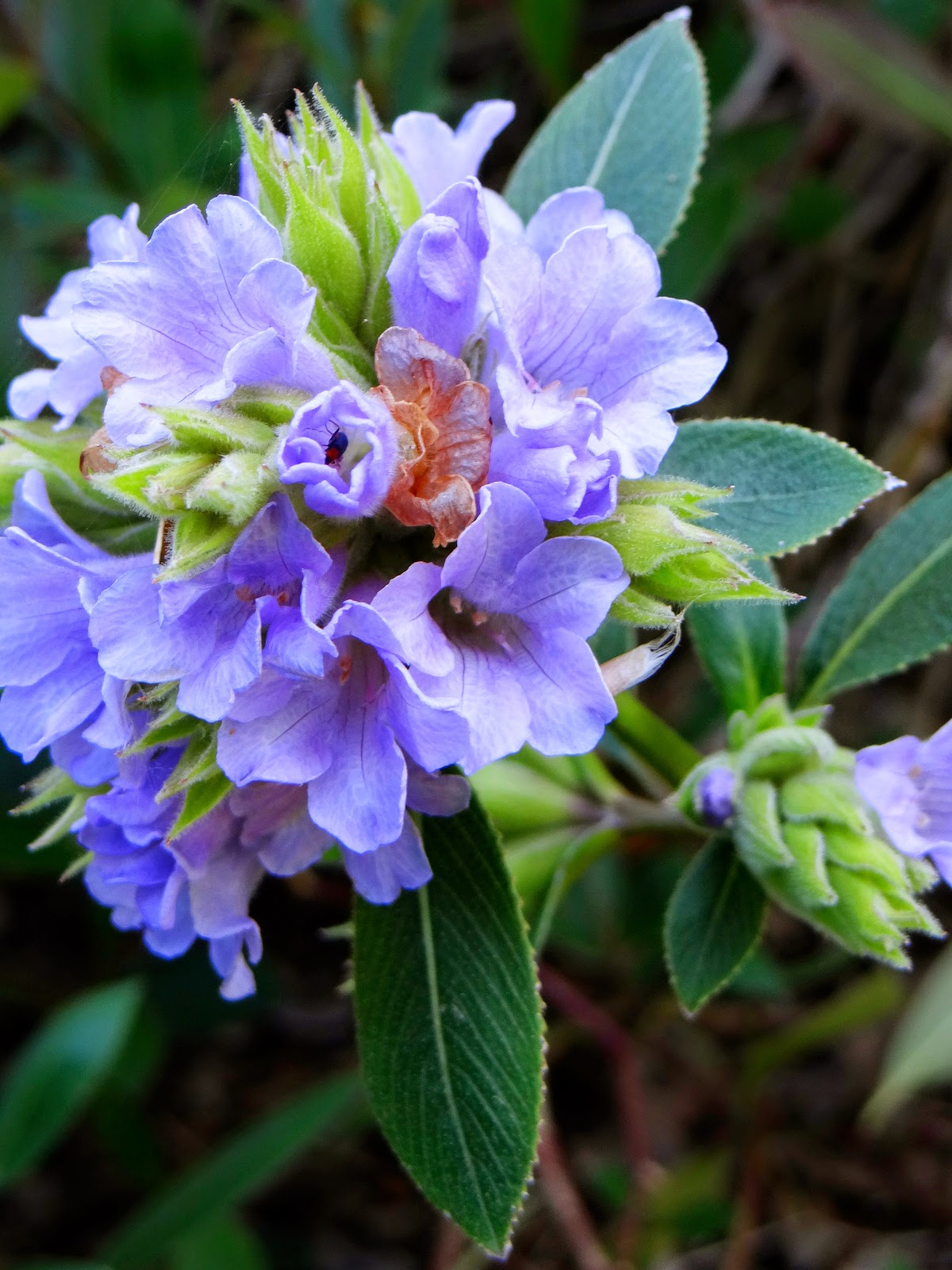 Take a look: Strobilanthes kunthiana