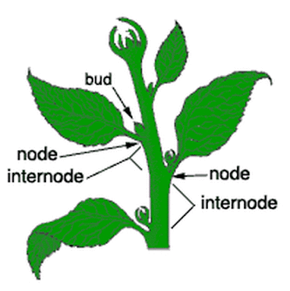 SONU ACADEMY: TEXT: GETTING TO KNOW PLANTS CBSE CLASS-VII BIOLOGY