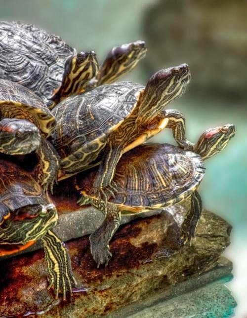 ANIMALS: TORTUGAS