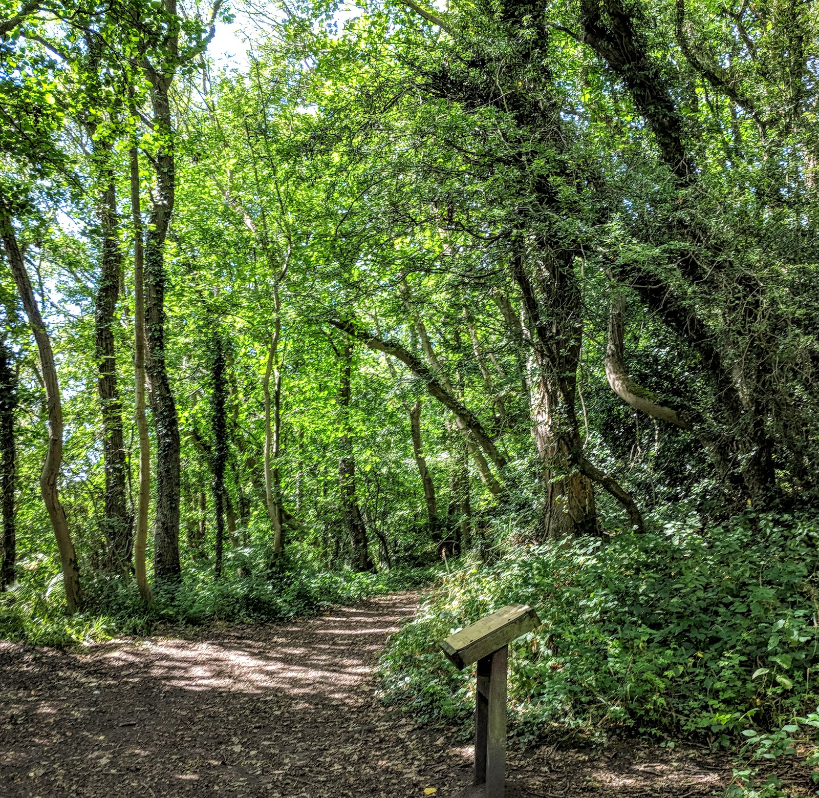Tanfield Railway | Britain's Oldest Railway & a Picnic at Causey Arch ...