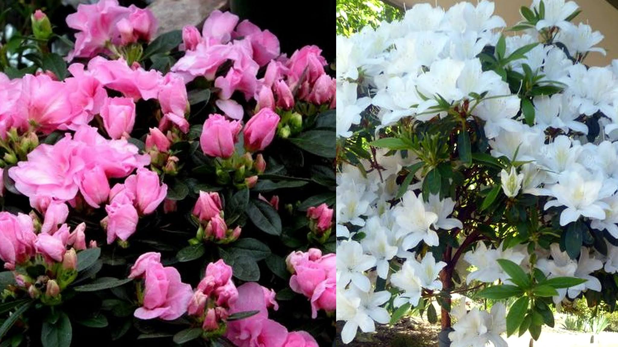 Αζαλέα. Ένα από ομορφότερα καλλωπιστικά εξωτερικού - εσωτερικού χώρου ...