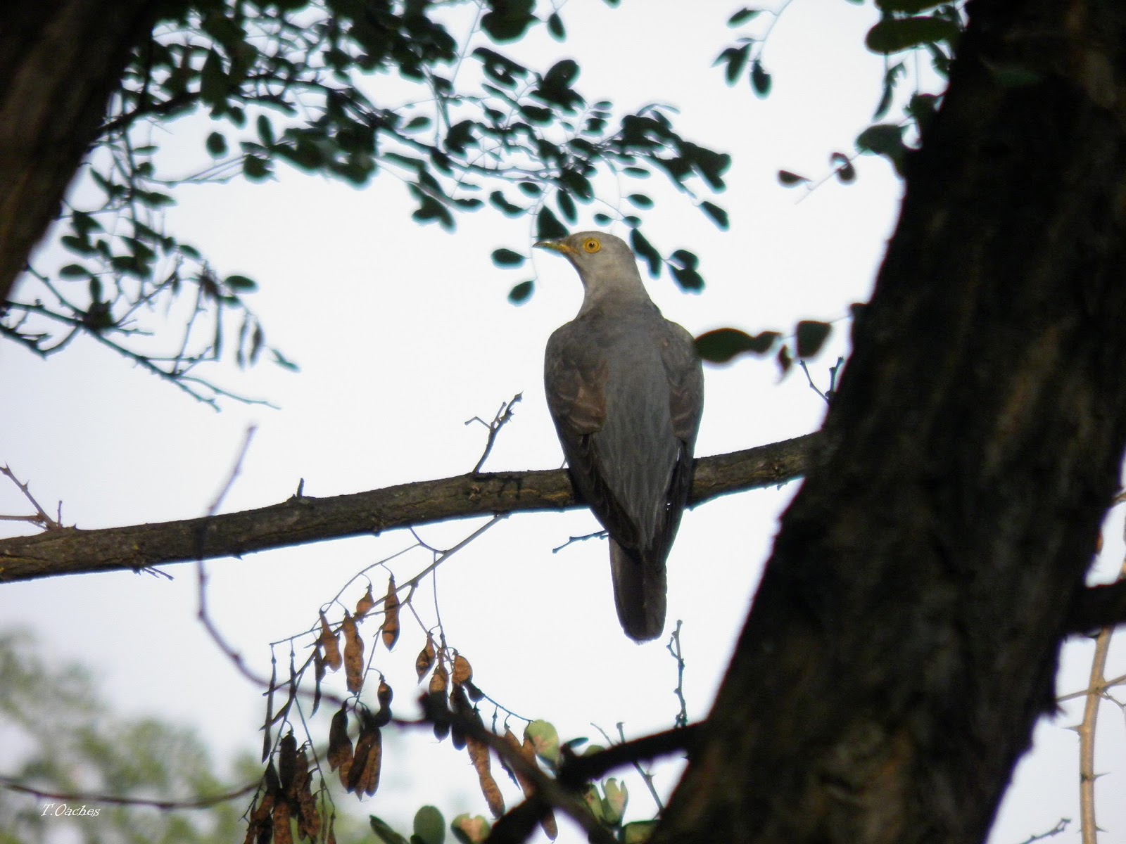 PASARI DIN ROMANIA: CUCUL (2), Cuculus canorus