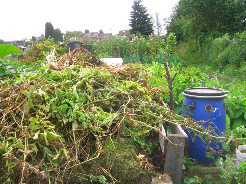 Allotment Garden: Growing medium, compost or just plain soil?