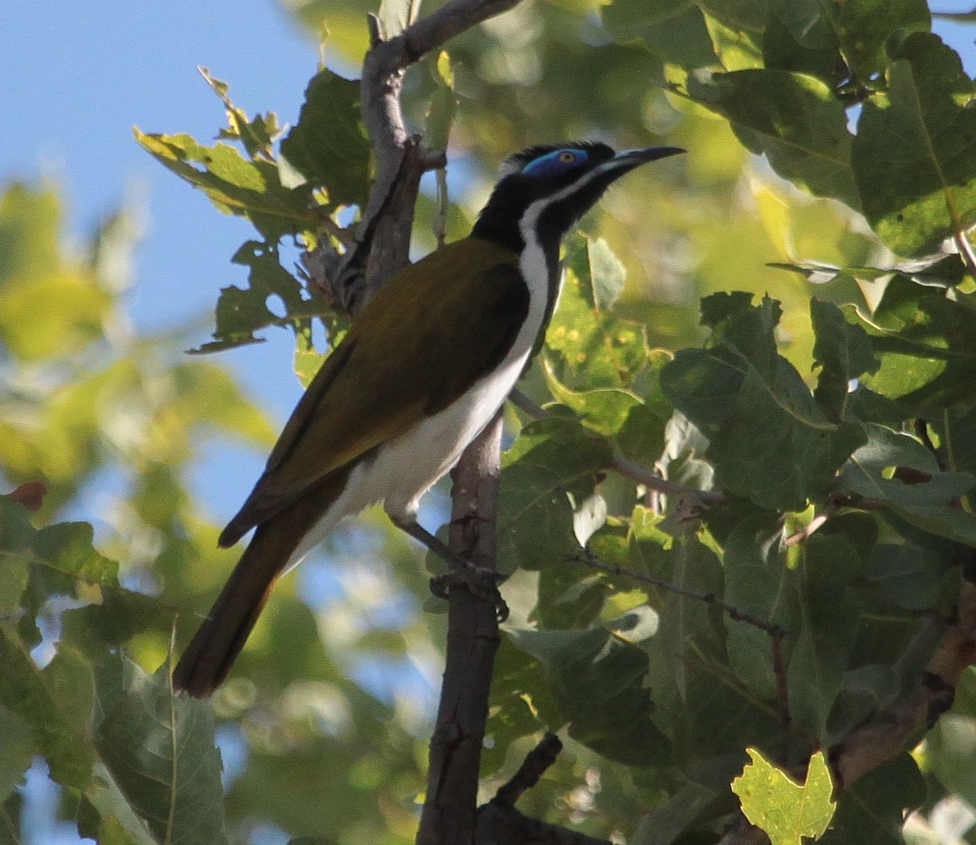Richard Waring's Birds of Australia: Silver-crowned Friarbird, Blue ...