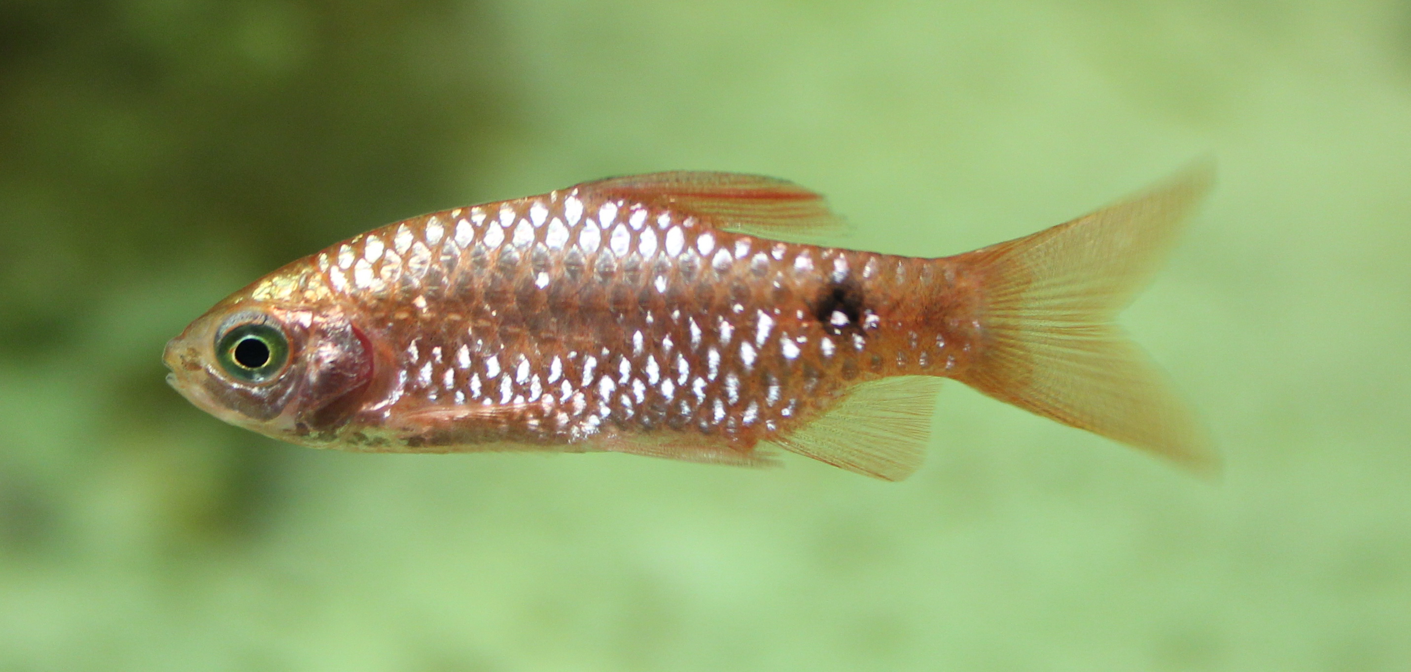 The Technique for Spawning Rosy Barb Fish - fish-hobbyist