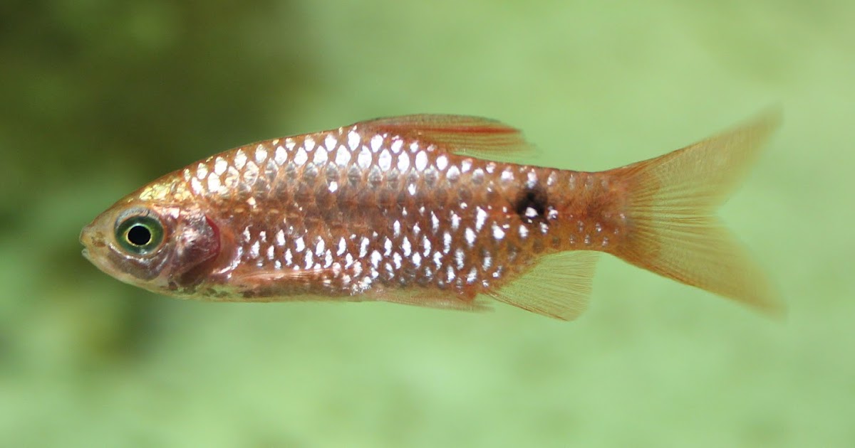 The Technique for Spawning Rosy Barb Fish - fish-hobbyist