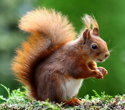 Squirrels: Characteristics, Facts and Distribution - ScientificAsif
