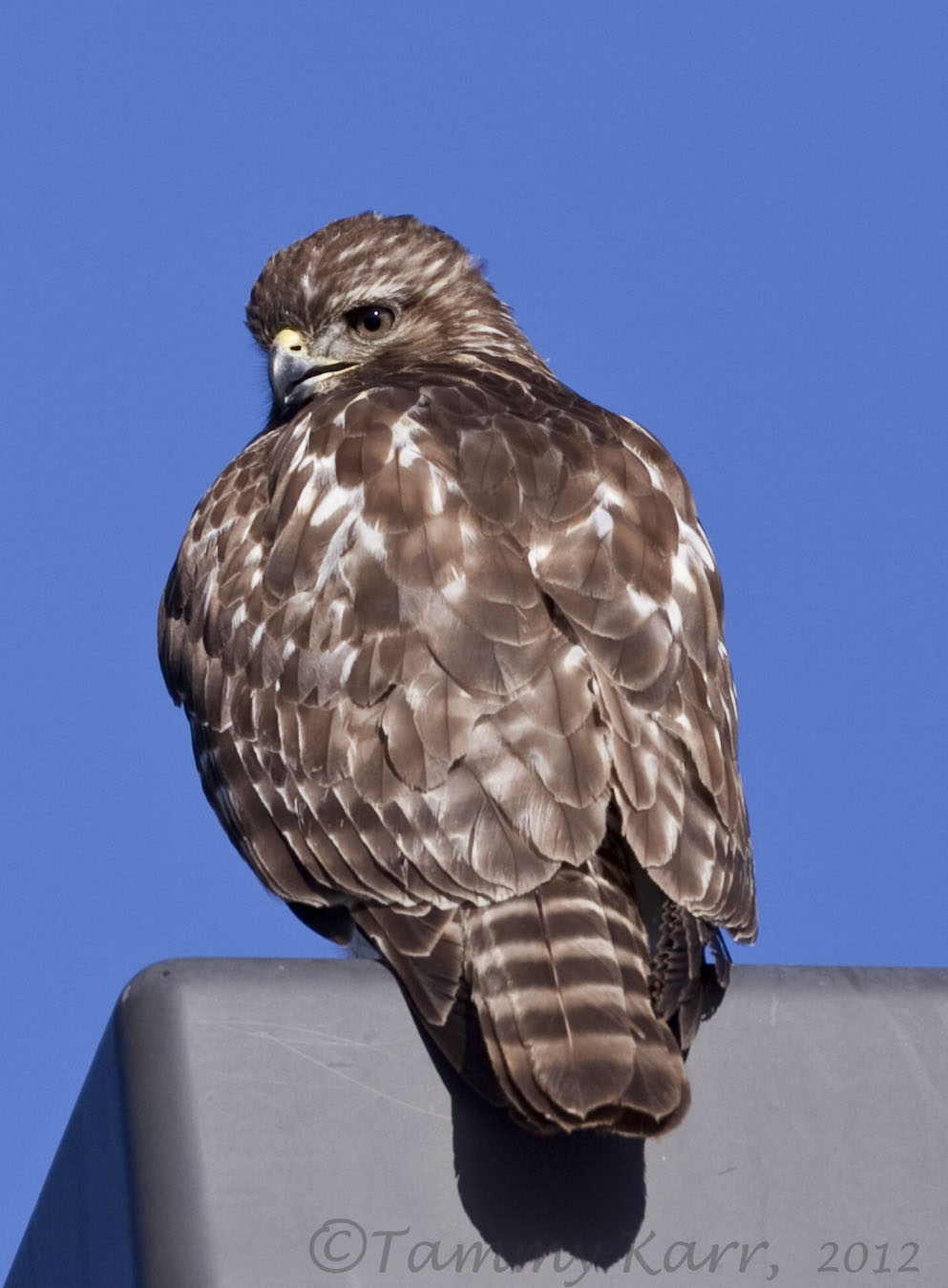 i heart florida birds: Road to Moccasin Island