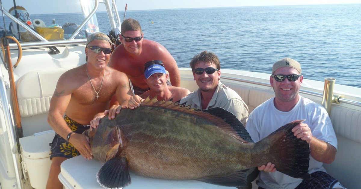Black Grouper