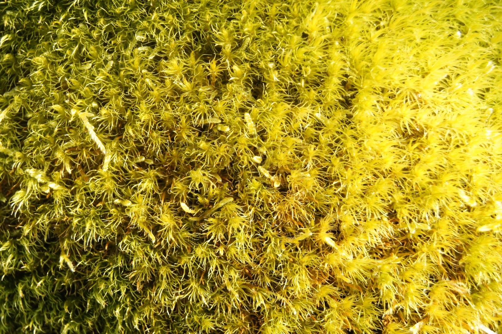 Metsät: kasvillisuus ja sienet