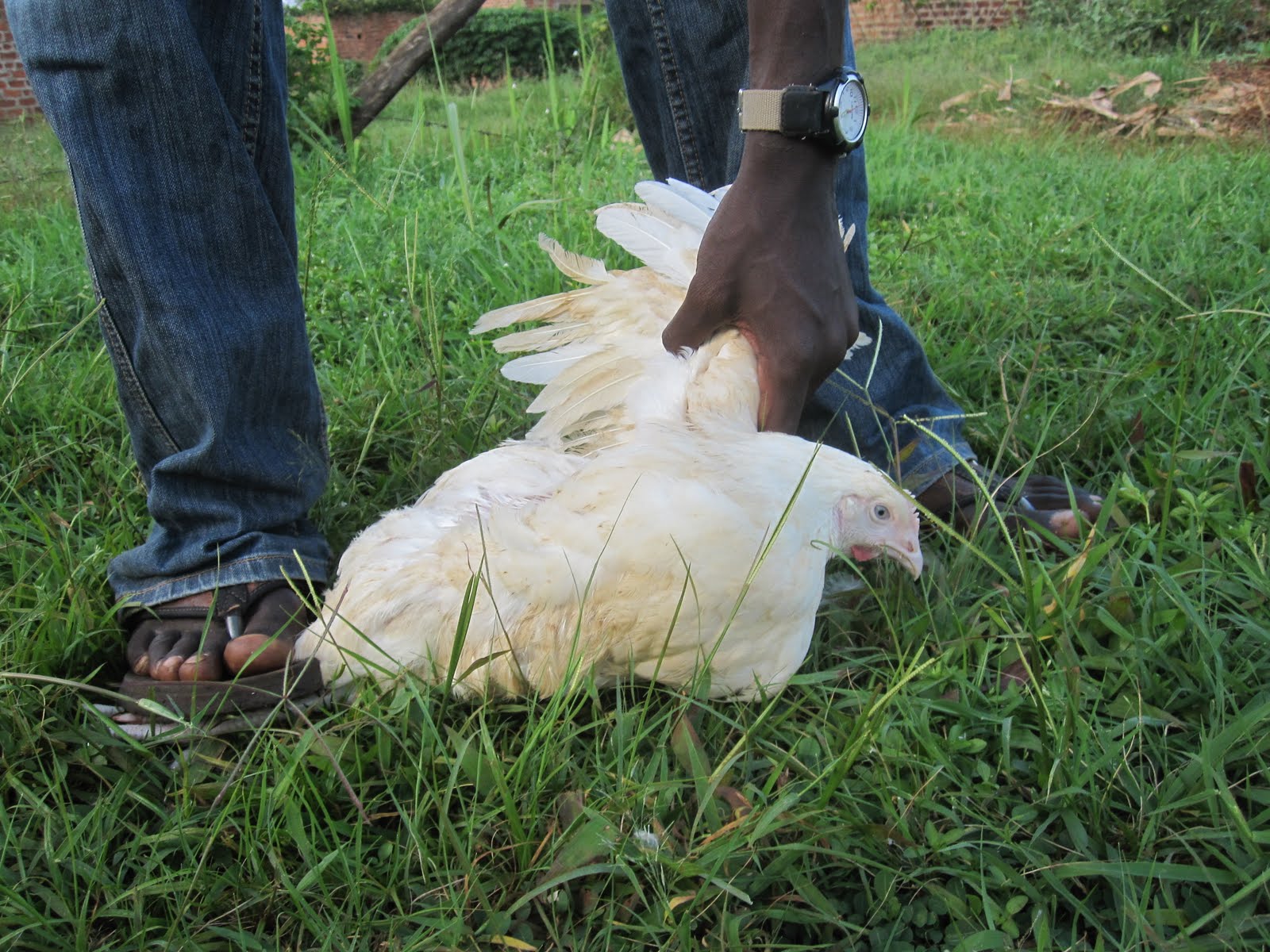 Sar and Kels: Kelsey: How-to Friday! How to kill a chicken.