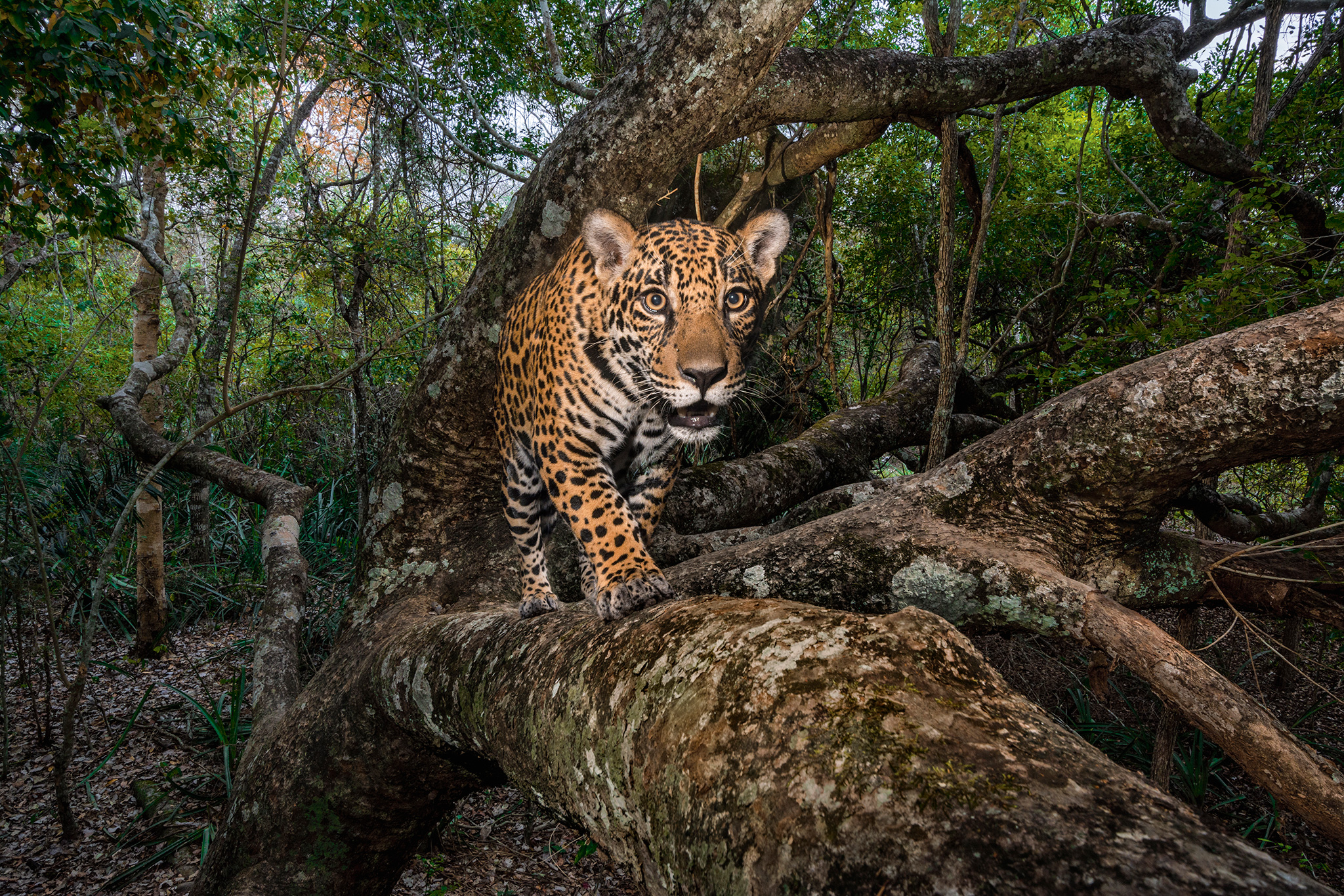 Interesting Fun Facts About Jungle Animals interesting-fun-facts-about-jungle-animals