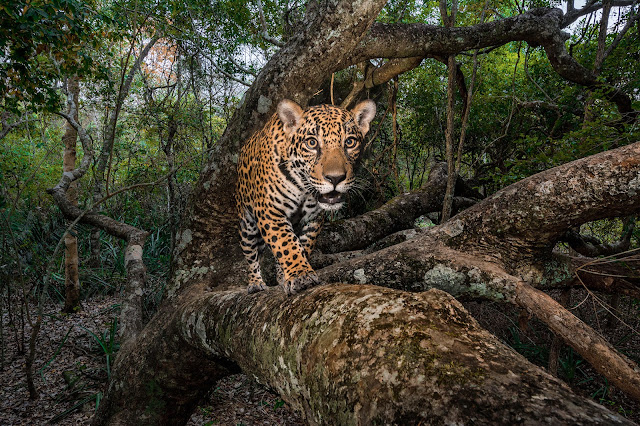 Interesting Fun Facts About Jungle Animals interesting-fun-facts-about-jungle-animals