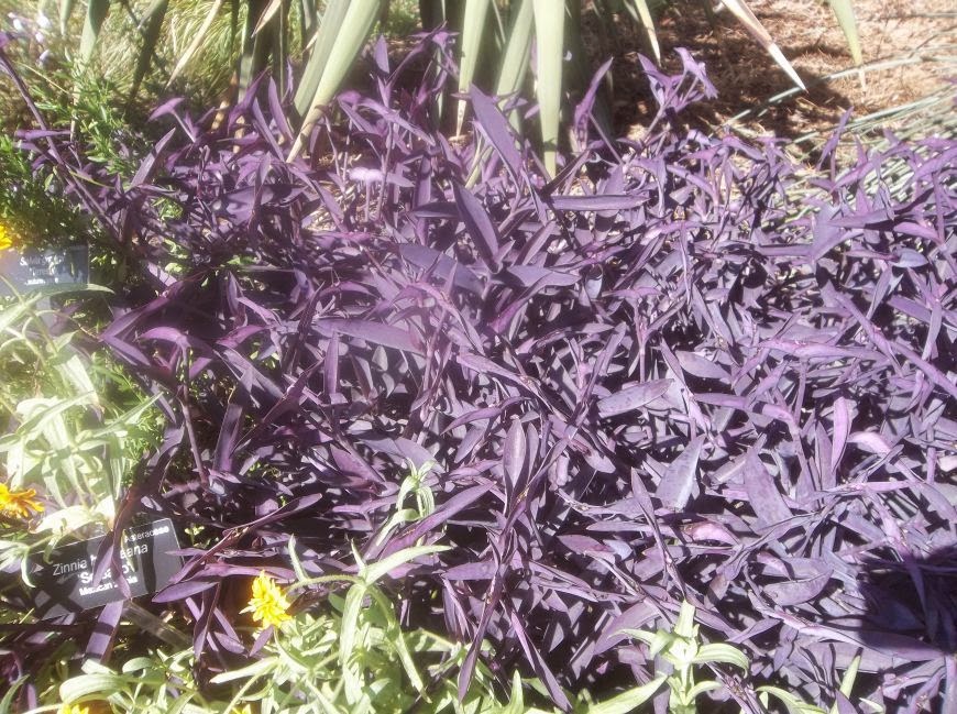 Future Plants by Randy Stewart: Setcreasea pallida ( Purple Heart )