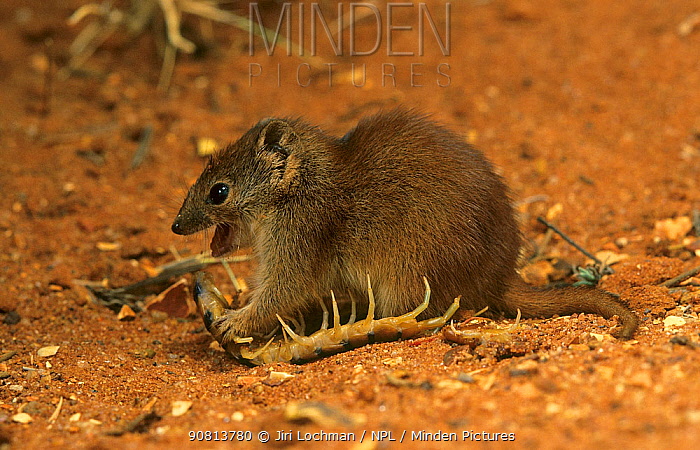 Mamíferos y marsupiales mammals of the earth: Kaluta (Dasykaluta ...