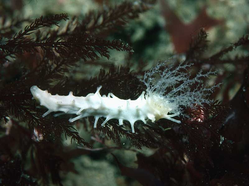 Real Monstrosities: Ocnus lacteus