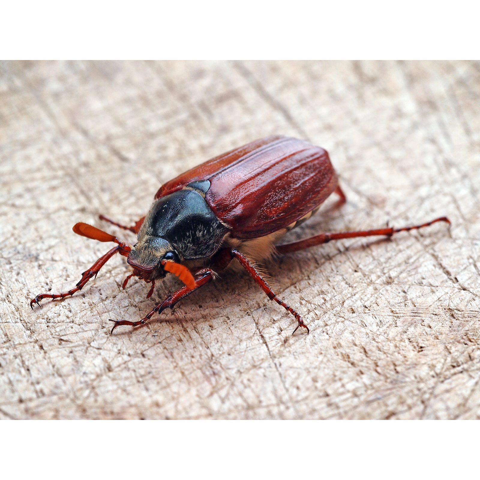 Maggiolino (Melolontha melolontha) | Oryctes.com - Blog & News