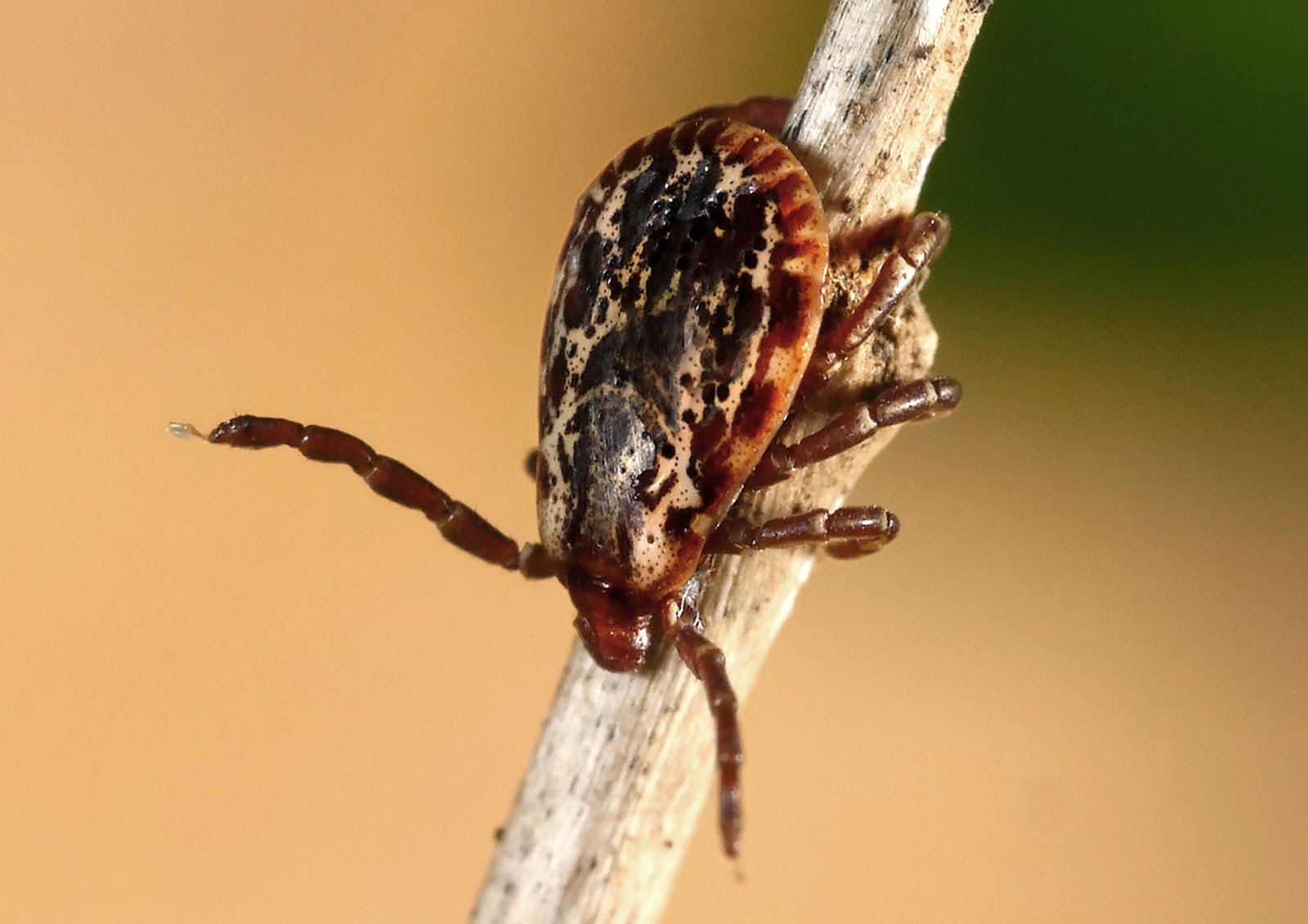 NSF-EID Lyme Gradient Project: Images of human-biting ticks that are ...