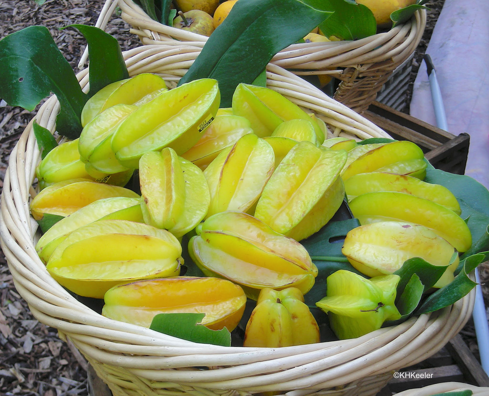 A Wandering Botanist: Plant Story -- Star Fruit, Carambola, Averrhoa ...