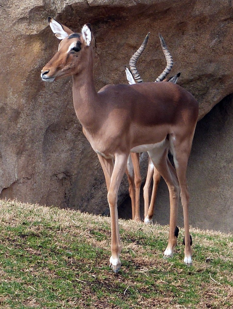 Taxonomía Chordata: Clase Mammalia Orden Artiodactyla