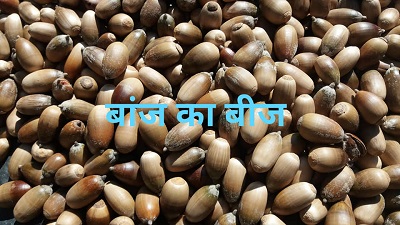 बाँज (ओक)