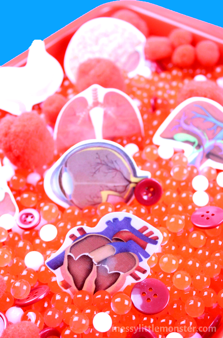 Human Body Sensory Tray Activity for Kids - Messy Little Monster