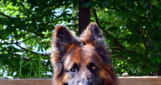 Jenis Anjing Herder Yang Perlu Anda Tahu - BULU KUCIING