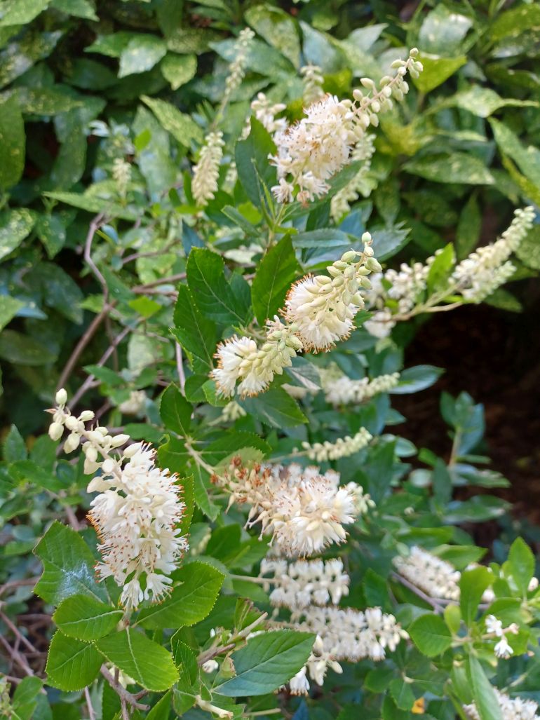 Future Plants by Randy Stewart: Clethra