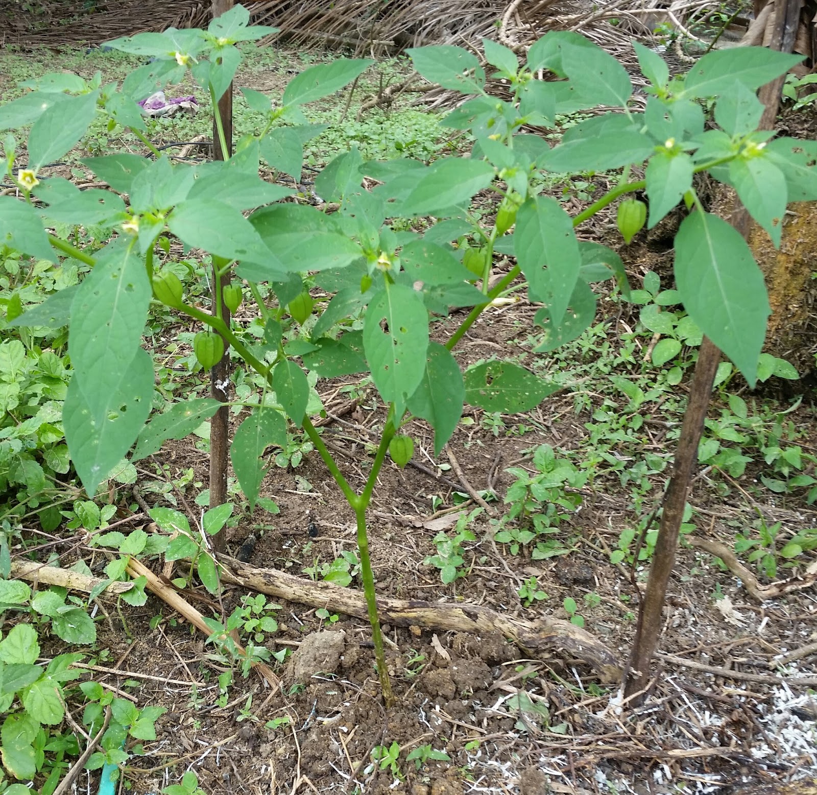 Warisan Petani: Pokok Letup-letup.