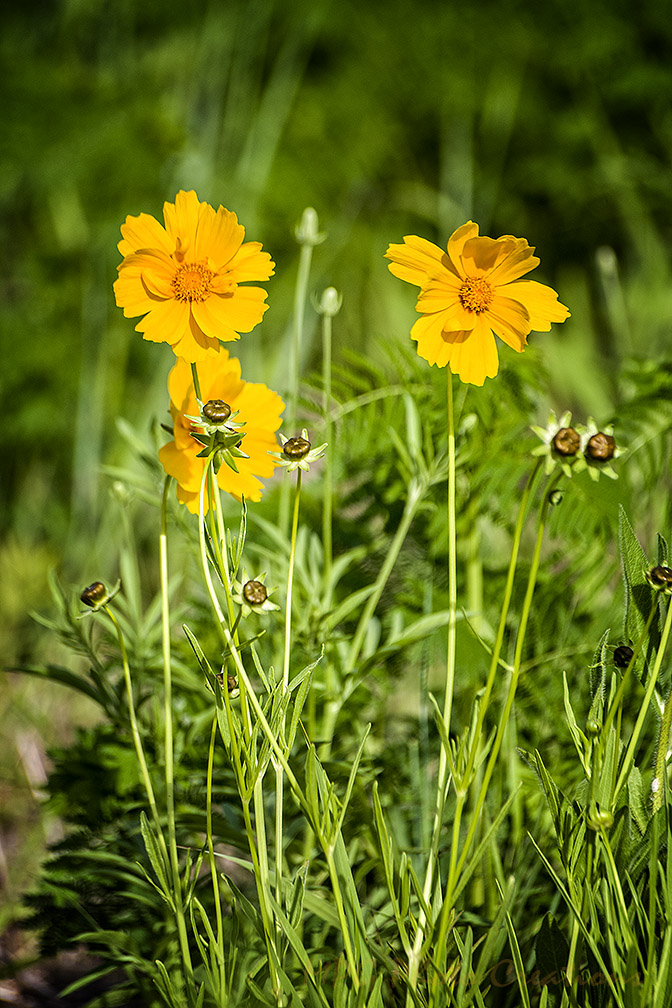 MPG Photo Creations: Kansas Wildflowers Yellow *New*
