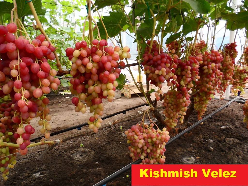 Anggur jenis Kishmish Veles | Pohon Anggur Genjah